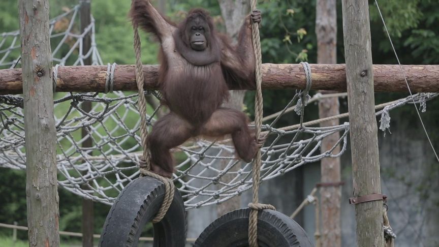 能模仿人类行为的动物,它的智商有多高,请看视频