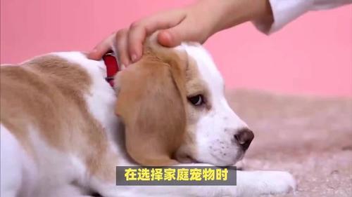 家庭养什么狗最干净?这些犬种你一定不知道!不信你就进来看看