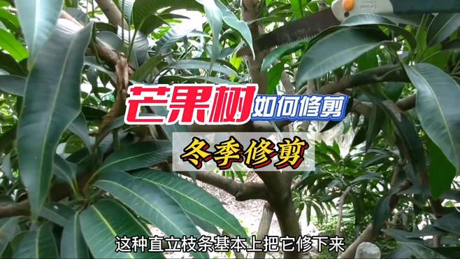 芒果树采摘之后如何修剪才丰收