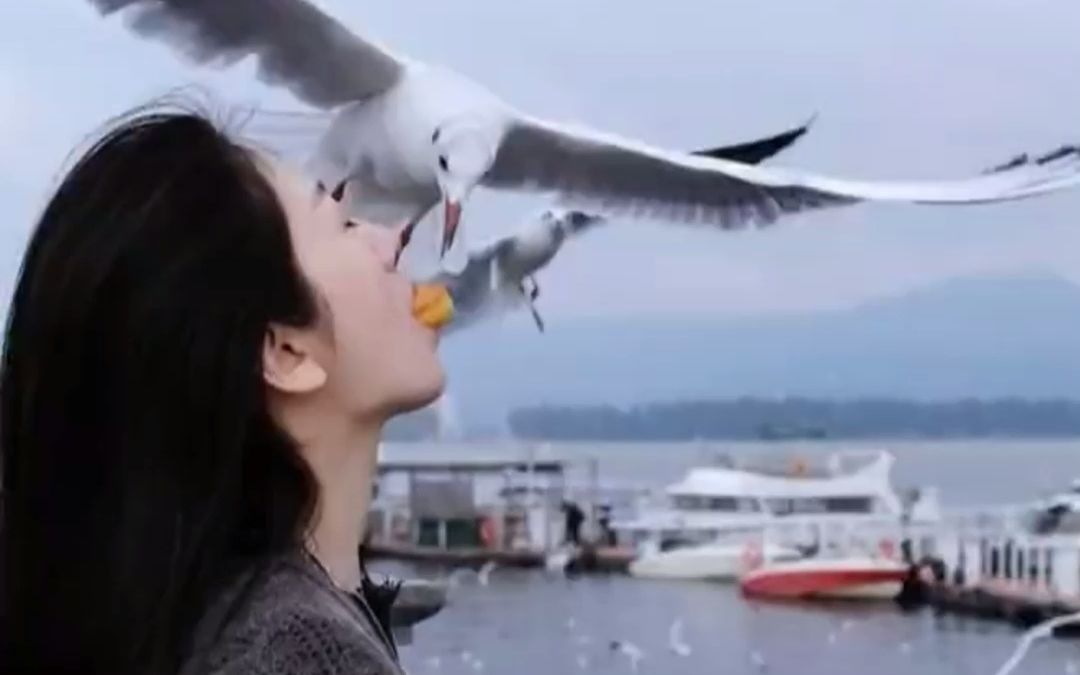 游客遇到“社牛”小海鸥!海鸥:今天你不给我我就不走了!