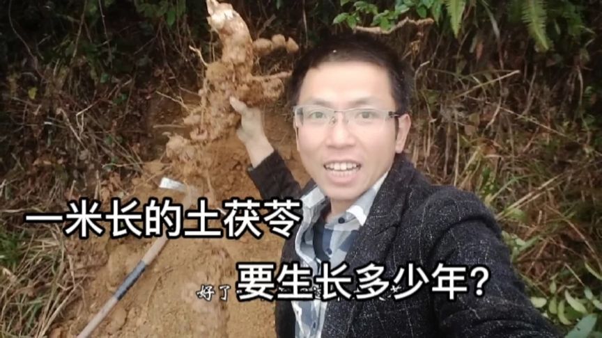一米长的土茯苓,难得一见,你知道土茯苓的用途吗?