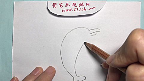 海豚简笔画视频