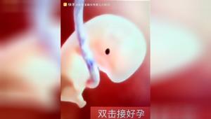 胎儿在母体形成的全过程