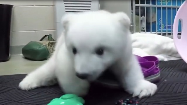 被救助的北极熊宝宝,从小到大的过程,小时候软萌长大后威猛