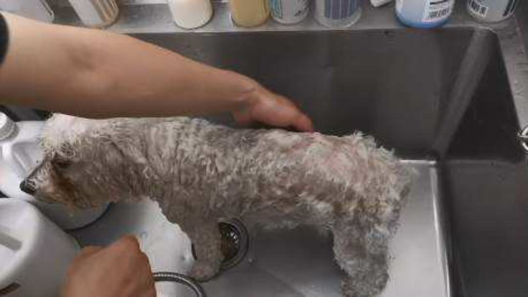 在家给狗狗洗澡正确的搓洗技巧,有了这些小技巧洗澡就更轻松了