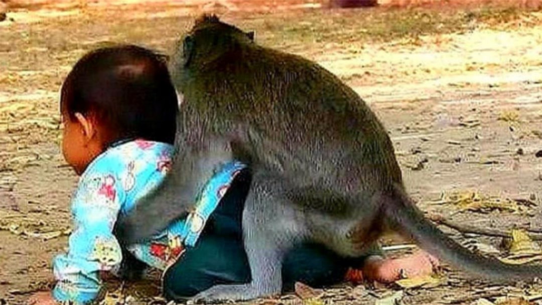 猴子把小女孩当自己孩子,接下来太意外了,场面搞笑有趣