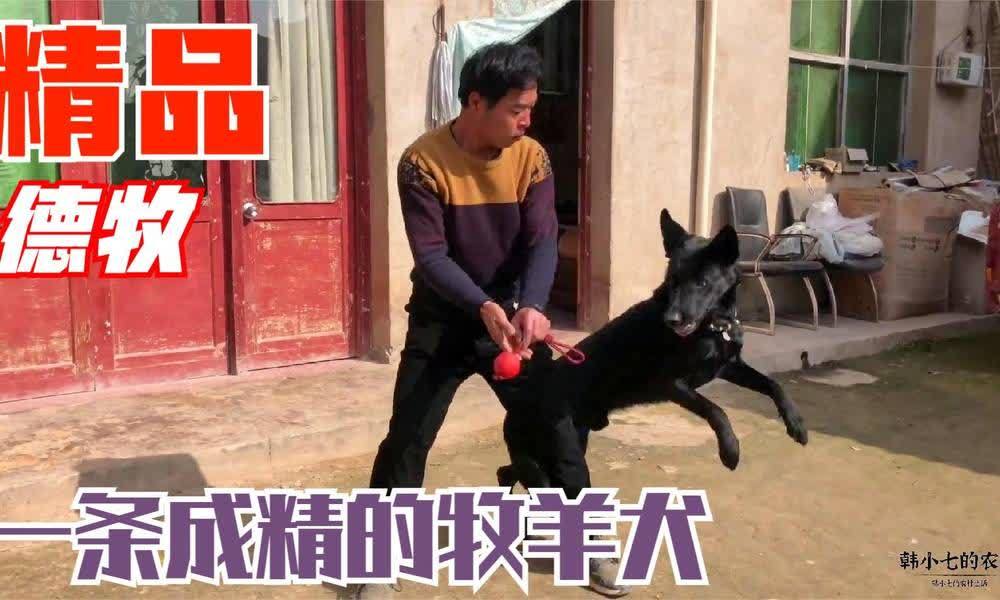 世界十大护卫犬排行老大,智商超高,农民哥哥都能训成这样真厉害