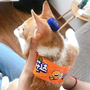 名叫芬达的猫 