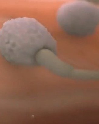 3D动画带你看从怀孕到分娩的全过程