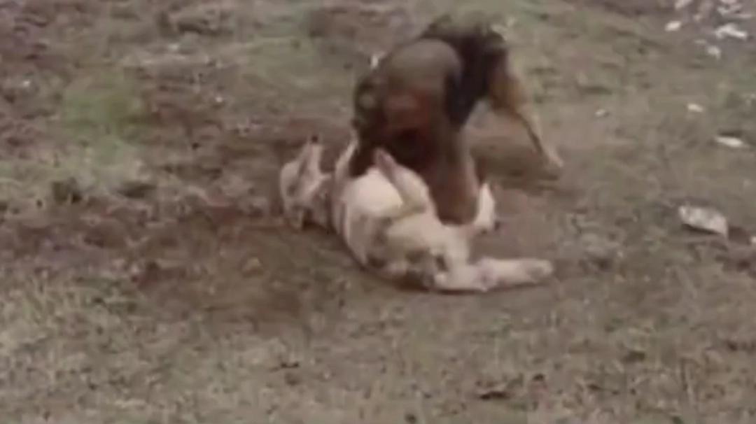 两只土狗活活把一只野狼咬死 咬着脖子一直不松开 !