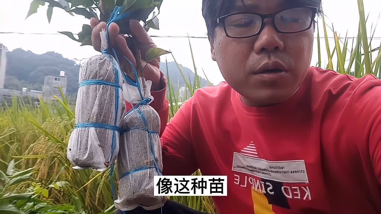 这样移植鸡心黄皮苗,成活率更高,并且一年四季都可以种植