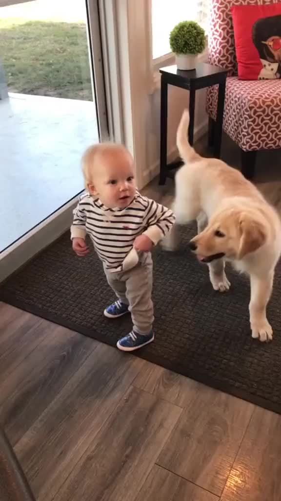 狗狗要跟宝宝一起玩儿我家狗狗的日常生活