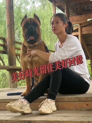 #适合家养的大型犬品种推荐 #狗界颜值.