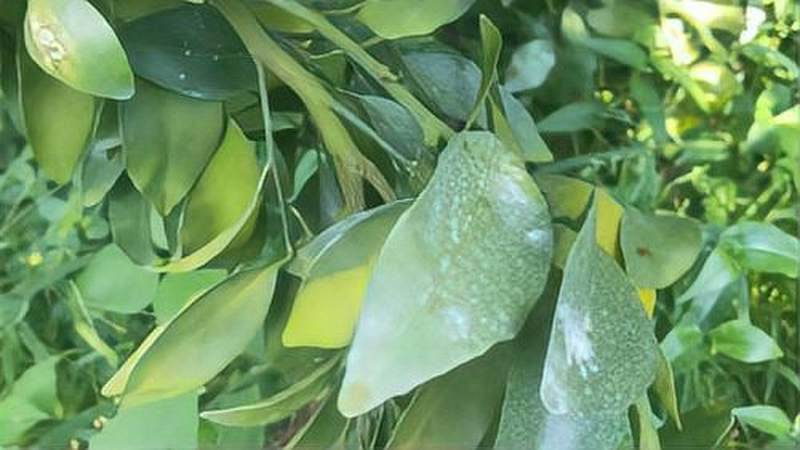 杀螨神器,乙螨唑杀卵特效、持效期分析,如何混配乙螨唑效果更好