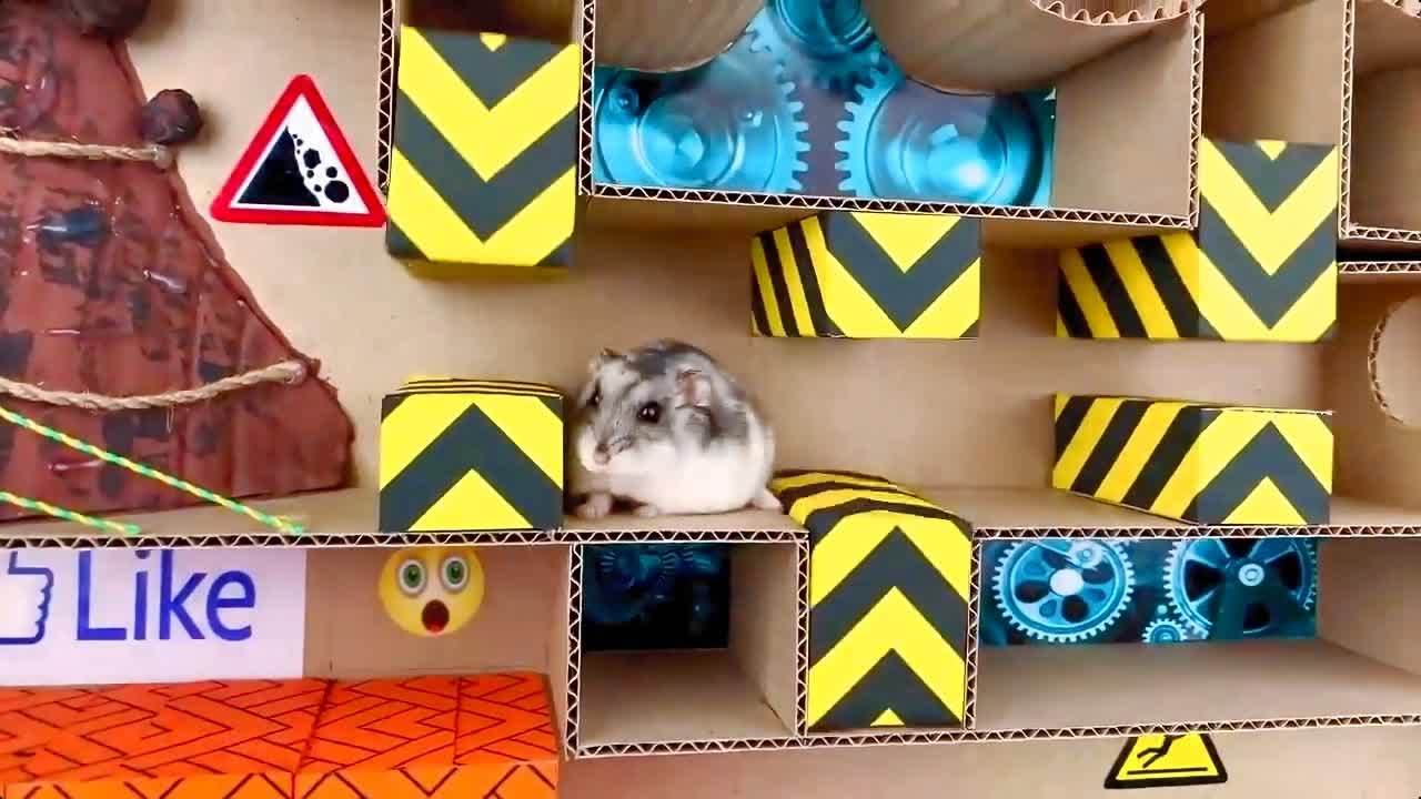 贪玩小仓鼠:不可思议迷宫,仓鼠躲避陷阱