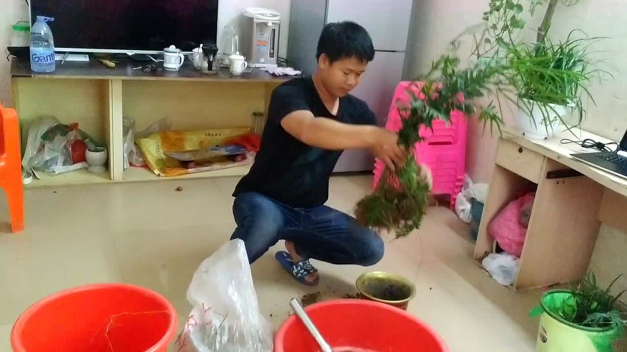 今天装饰一下我的电脑桌面,摆几盆花后,感觉有点回归原始森林了