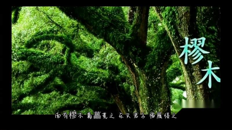 诗经二《樛木》,快来和我一起学习吧