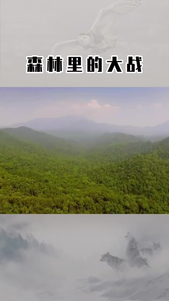 森林里的蚂蚁大战现实版以多欺少#动物世界#科普#涨见识#蚂蚁