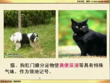 (汉水丑生一轮复习)生态系统的信息传递(含习题讲解)_标清
