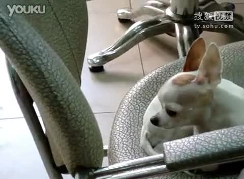 两只狗狗互相传递信息, 它们到底在说什么啊?