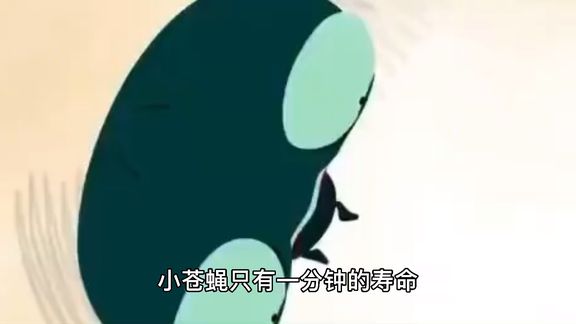 苍蝇一分钟的生命