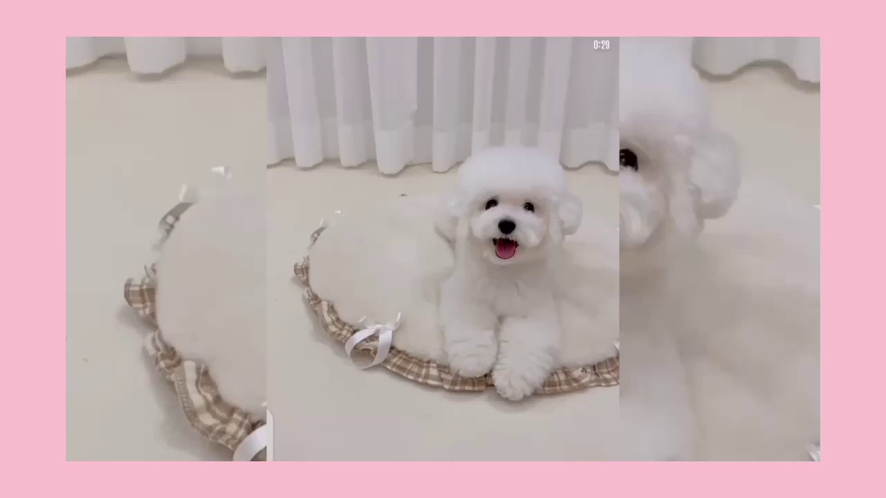 小狗-短视频_有趣和可爱