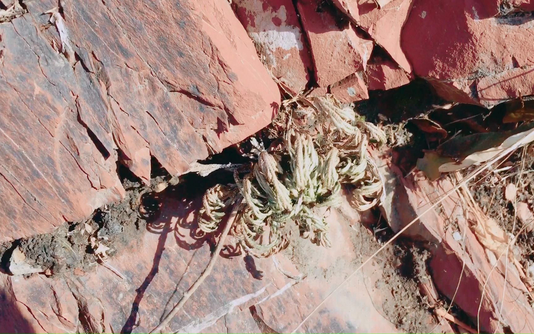 #星计划# 北京门头沟的山里,偶然发现了传说中的神秘植物“九死还魂...