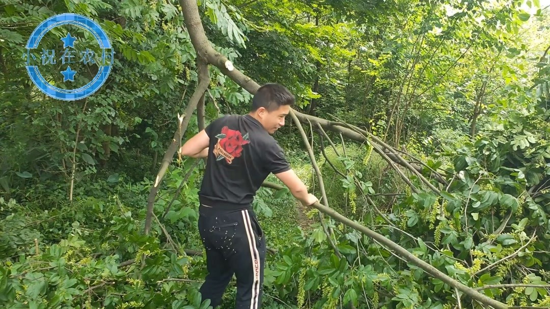 家里的树被雷劈下来挡住了路,小伙为清理路障,拿着弯刀砍树
