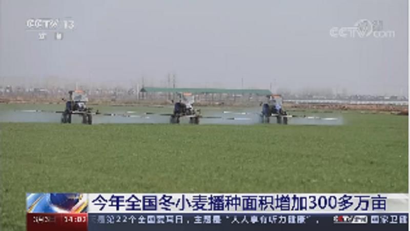 今年全国冬小麦播种面积增加300多万亩