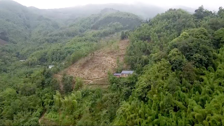 每天生活在这森林里,不怕又野生动物出现吗?