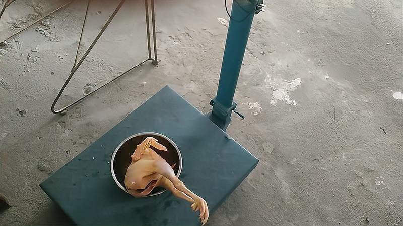 这是果园里养了7个月的土鸡净重才1.7斤毛重最多2斤3两真是长不大