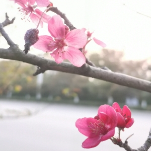 V自由呼吸V 