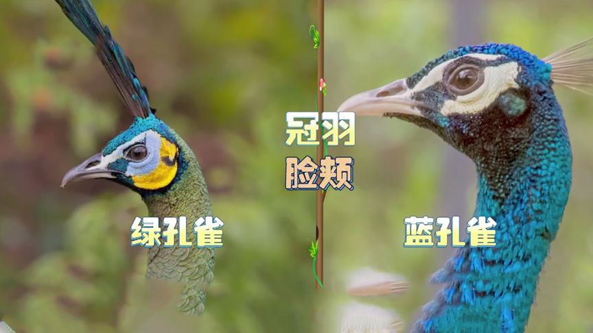 它们是土生土长的“中国孔雀” 如今不到500只濒临灭绝!