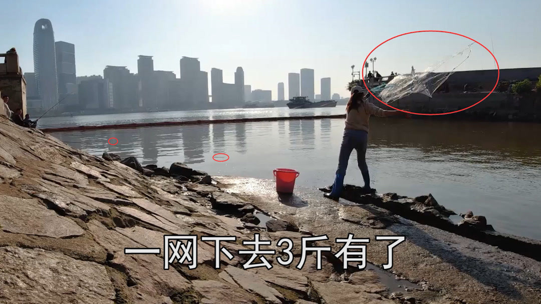 花50块买手抛网捕鱼,刚上手不久就捕条几条大货,看着太过瘾了