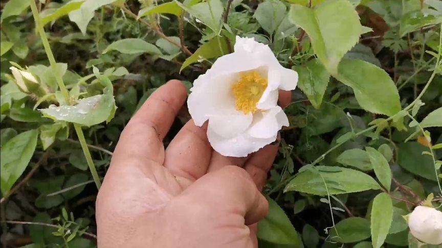 它药用价值很高,很多人用它来泡酒。确很少有人认识它的花