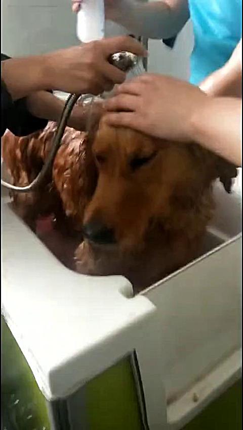 宠物美容师培训要多少钱【广东圣宠宠物美容培训学校】