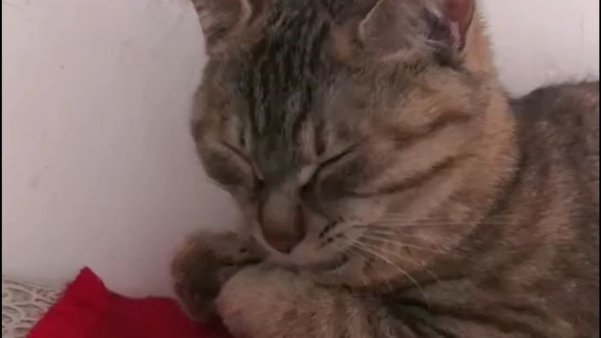 猫妈妈听佛歌的表情太像佛弟子啦,小手合十,人模人样的