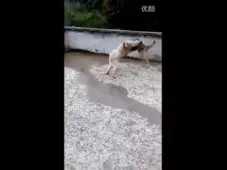 斗狗视频大全 土狗斗狗打斗视频