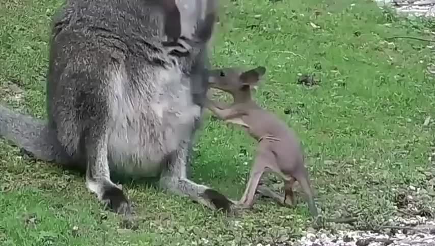 可爱的小袋鼠太调皮,偷偷跑出育儿袋玩耍,没想到回不去了
