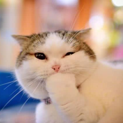 猫咪英伽 