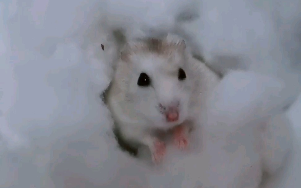 【仓鼠】观察日记2020.4.28