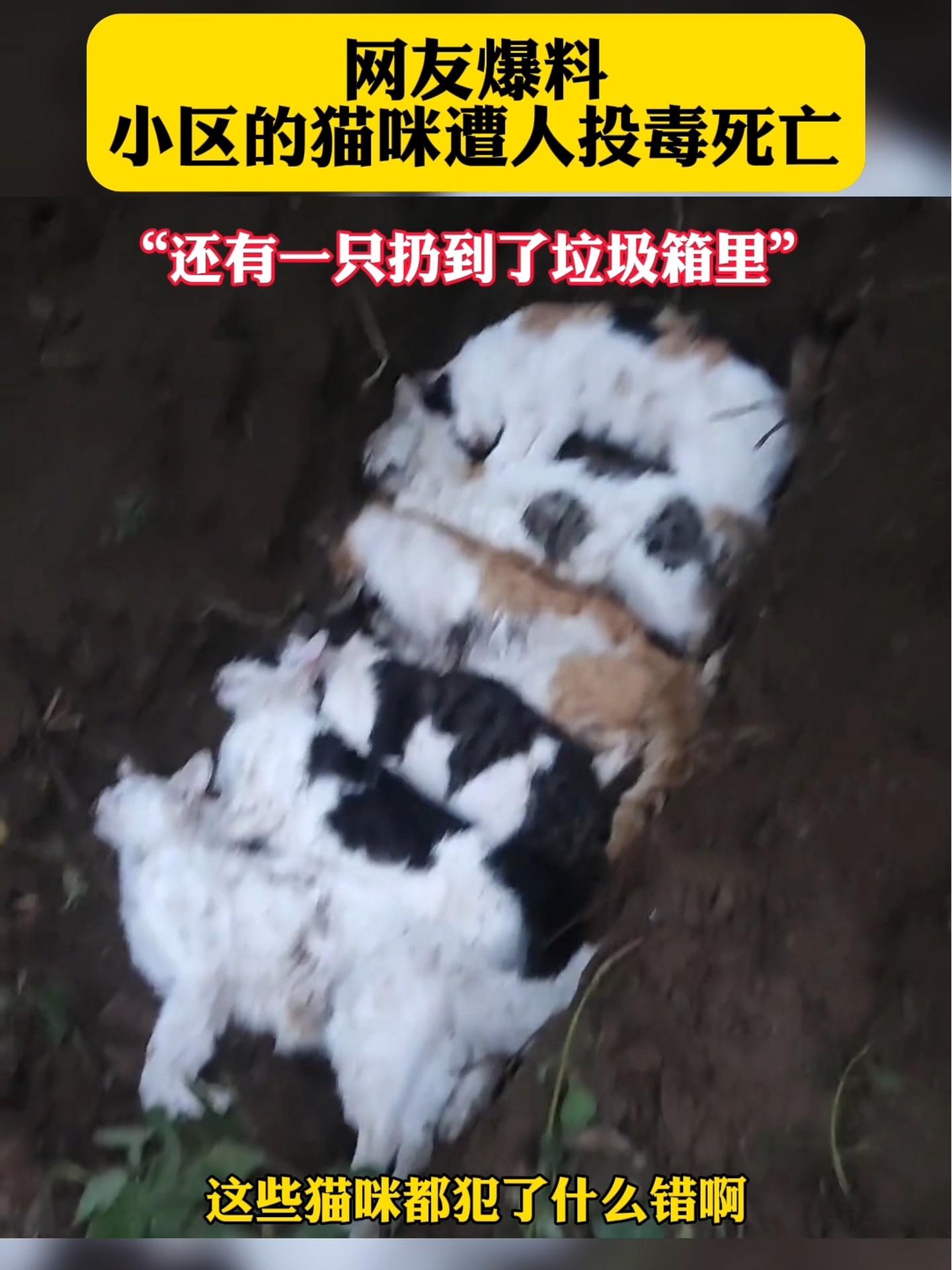 小区猫咪遭人投毒全部死亡,可怜的生命