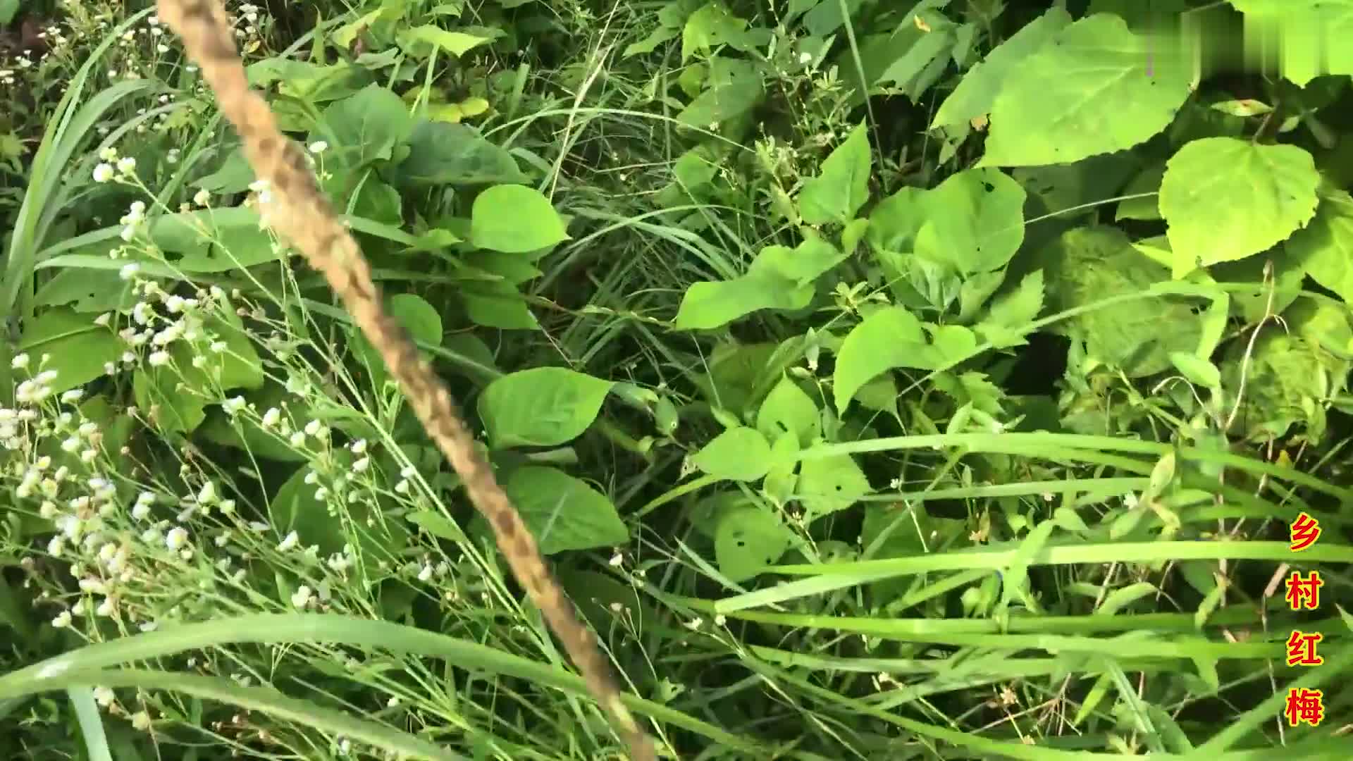 何首乌全身都是宝,野生的何首乌你见过吗?农村小妹发现了一大片