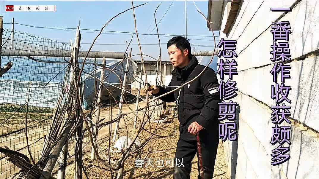 无花果修剪好处多,怎样修呢?经过小伙一番操作收获颇...