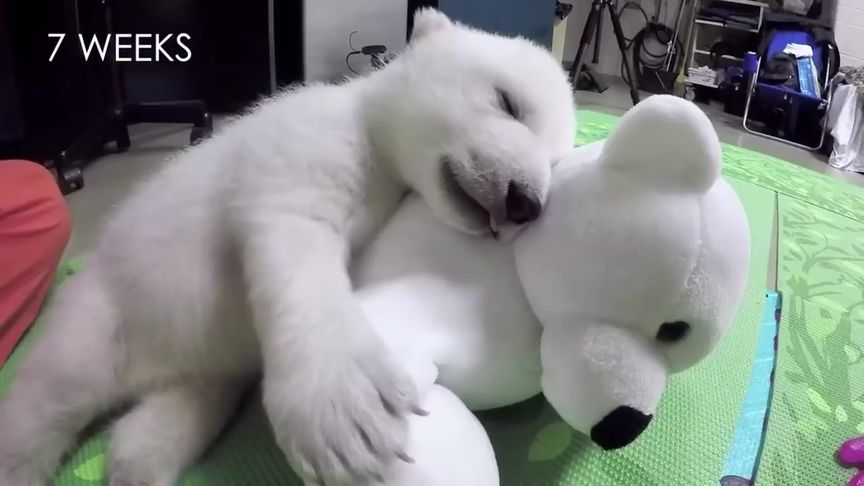 北极熊宝宝成长记