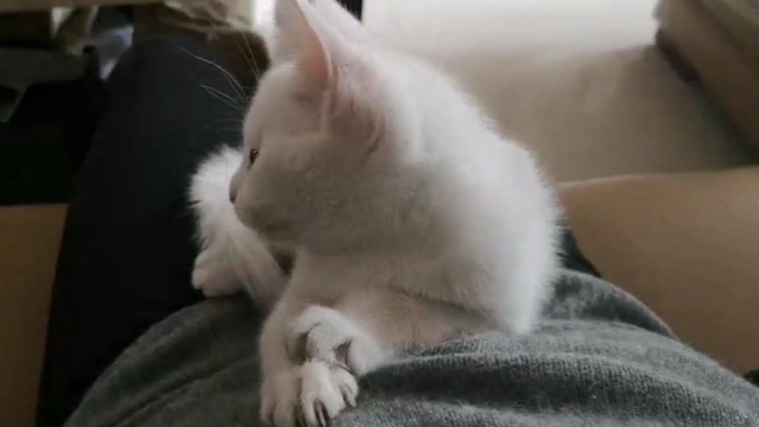 小猫咪大战棉签,这是要把棉签当牙签使用吗?