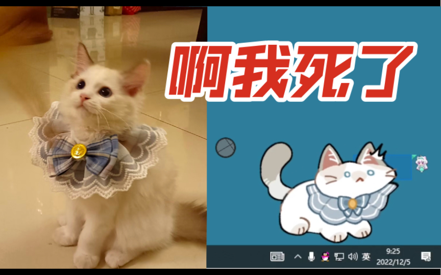 今天生日,朋友送了我家猫的桌宠。