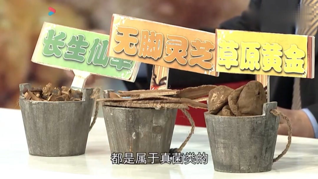 桑黄功效桑黄价格桑黄茶养生茶桑黄抗癌抑制肿瘤 (10)