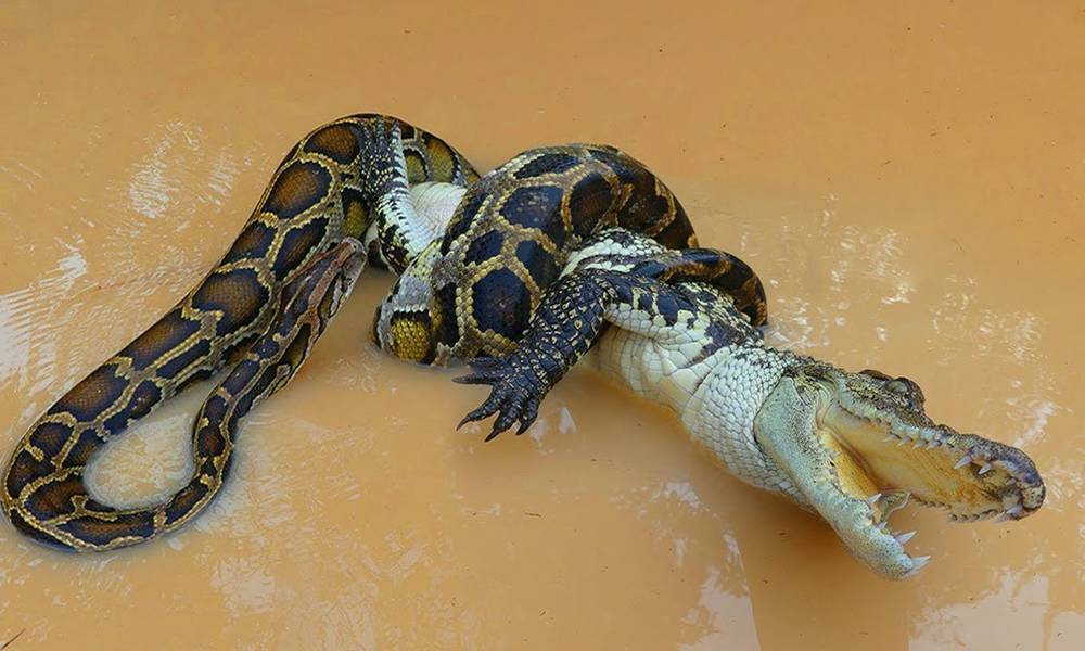 5个动物捕猎精彩瞬间!一招制敌后一口吃掉?