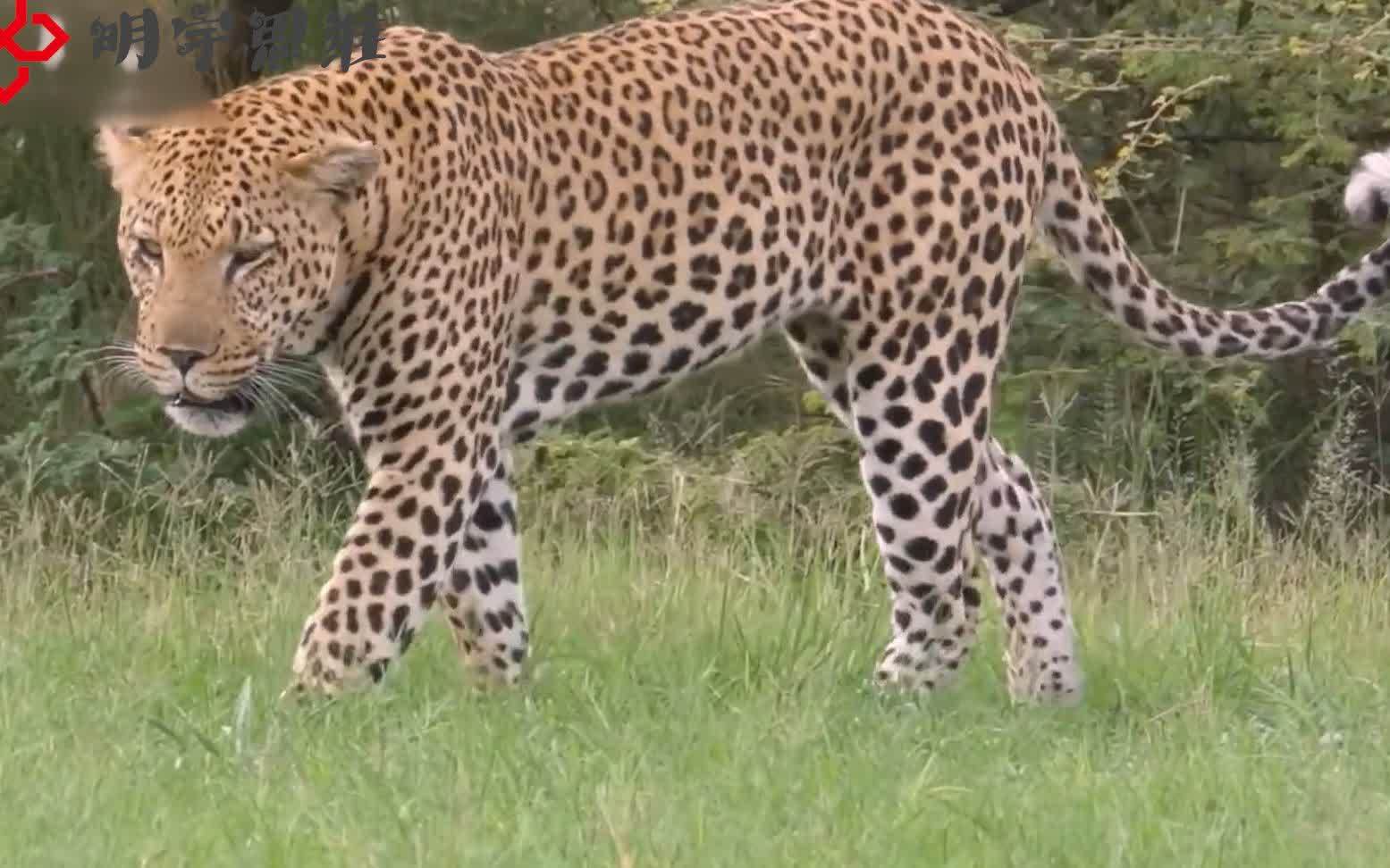 豹子是跑的最快的动物,而且捕猎技巧也是很厉害的,出手就是快